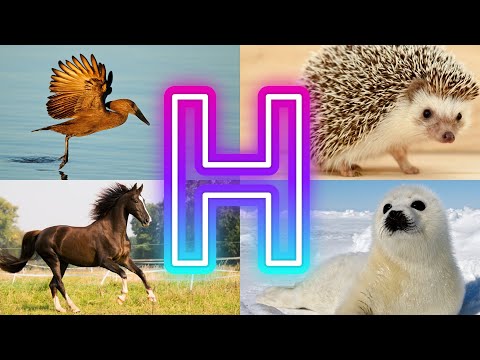 Get Ready to Meet the MOST AMAZING H Animals on the Planet