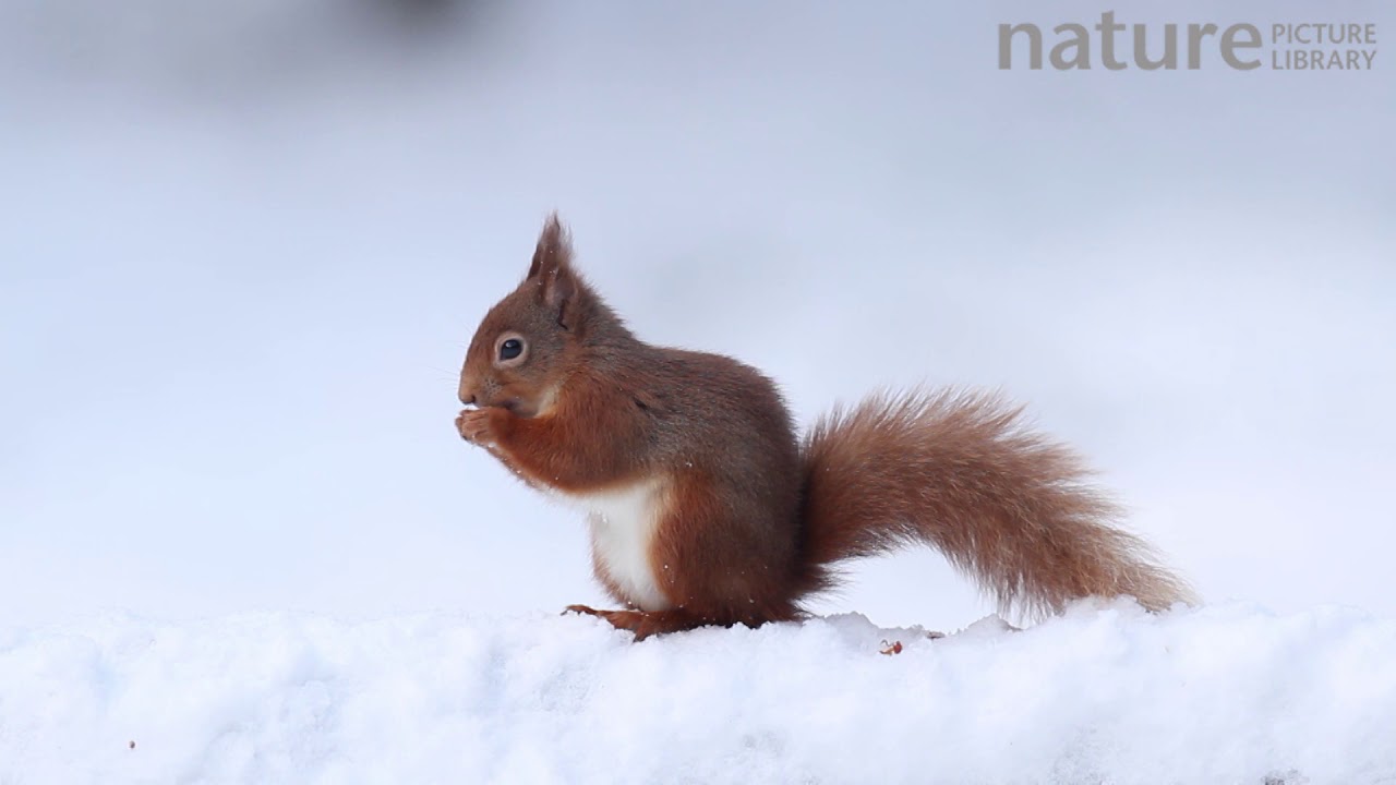 Red squirrel (Sciurus vulgaris) feeding on nuts in the snow, Scotland, UK, February.