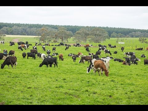 Conwalla Pastoral