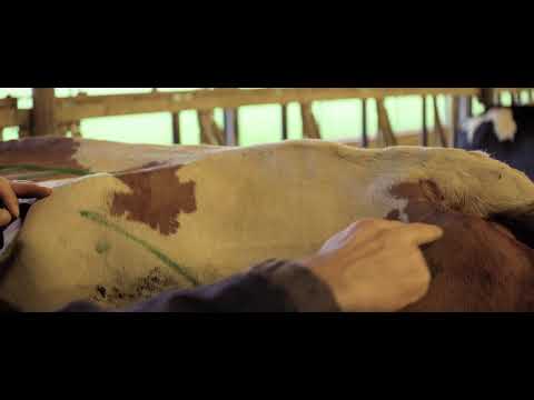 How to measure the Body Condition Score of a dairy cow?