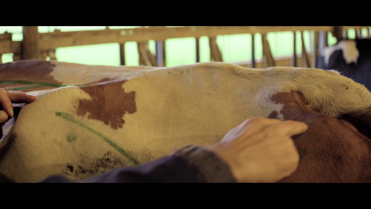 How to measure the Body Condition Score of a dairy cow?