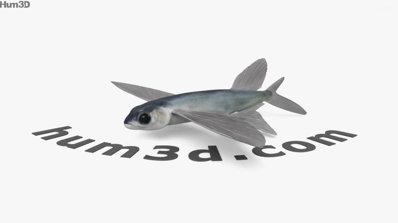 Flying Fish 3D model by 3DModels.org