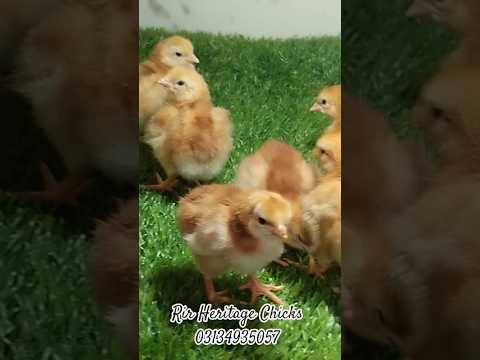Adorable Rhode Island Red Chicks | Cutest Farm Babies Ever! 🐣❤️ #chicken #rir #fyp #shorts