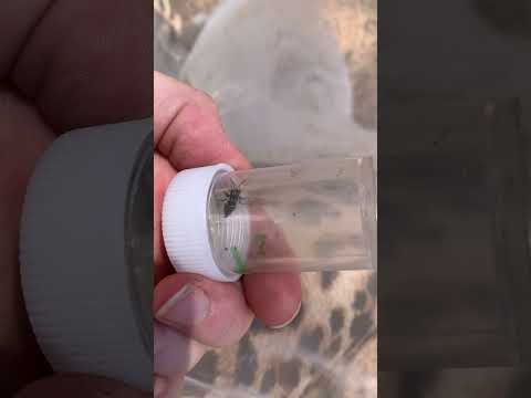 Introducing the kleptoparasitic bee Coelioxys