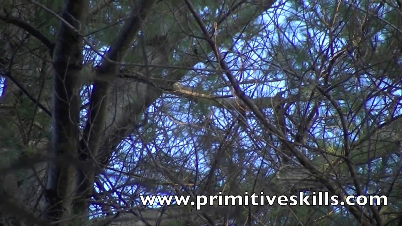 Winter Tree Identification - White Pine and Red Pine