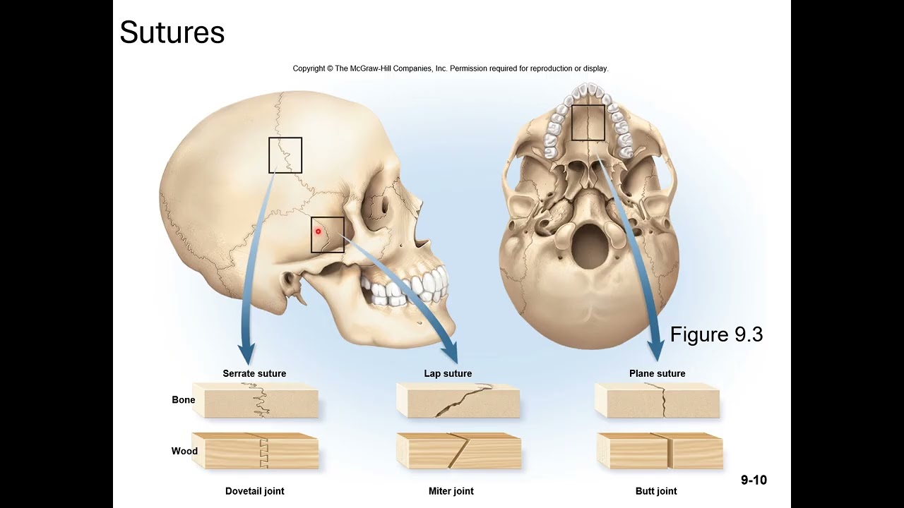 Chapter 9 Joints Micro Lecture 1 Intro and Joint Classification