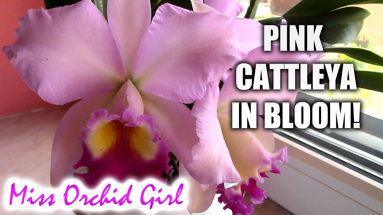 Pink Cattleya orchid in full bloom!