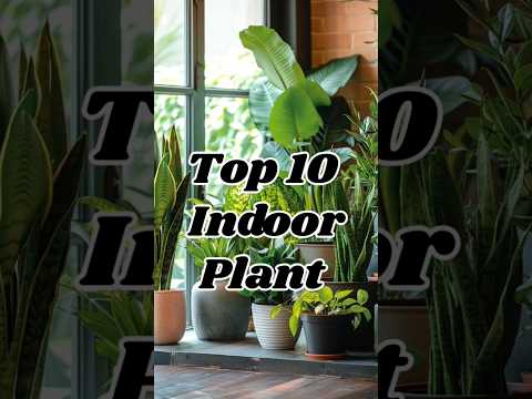 10 Indoor Plants You NEED for a Fresh Home ???? #PlantLovers #indoorplants @dreamfulworld3537