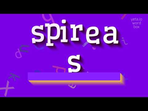 How to say "spireas"! (High Quality Voices)