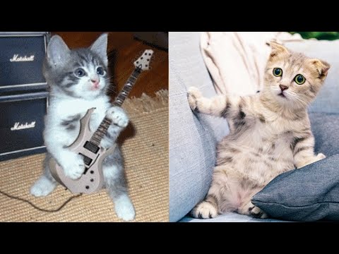 FUNNY CAT MEMES COMPILATION OF 2022/2023