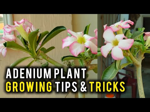 Adenium Plant Care, Tips & Tricks | The Desert Rose