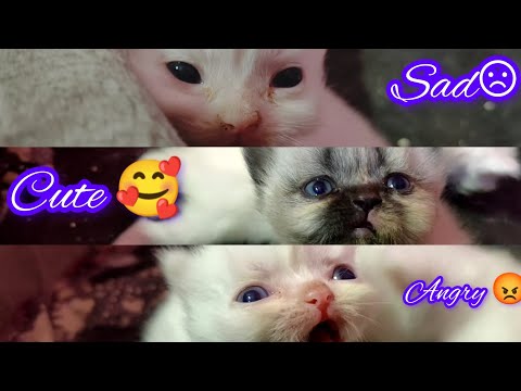 Kittens leave pawprints on our hearts🐈🥰🐾#cat #cats #catlover #trending #shorts #viral #animals