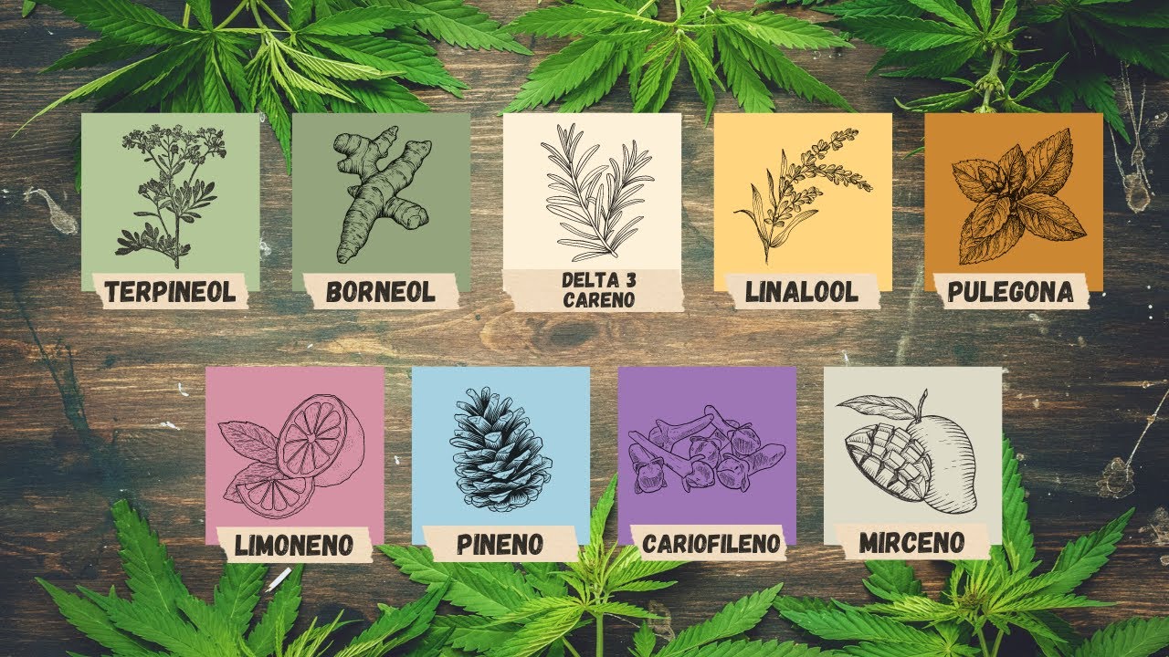 What are terpenes? (Science explains)