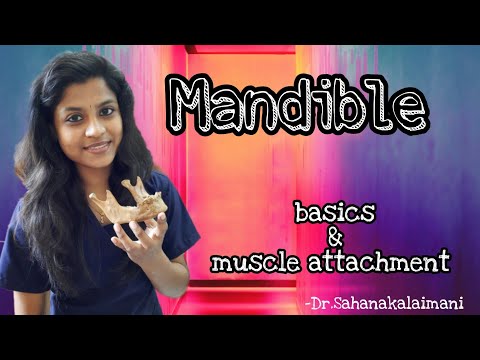 Explained Easily about Mandible