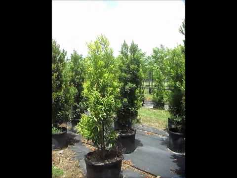 Japanese Blueberry Trees - Elaeocarpus decipiens