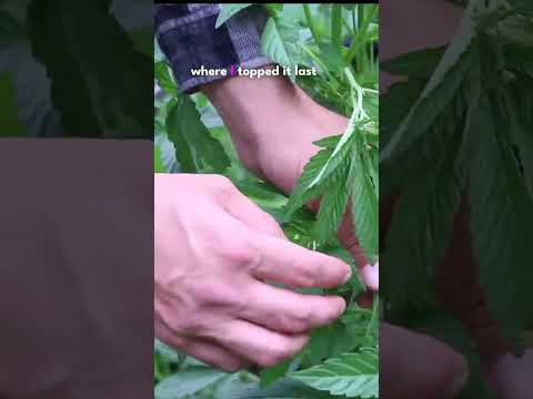 Topping Technique Weed Plant
