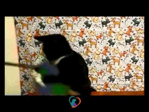 Meet Dodi a Domestic Shorthair currently available for adoption at Petango.com! 3/19/2015 4:15:14 PM