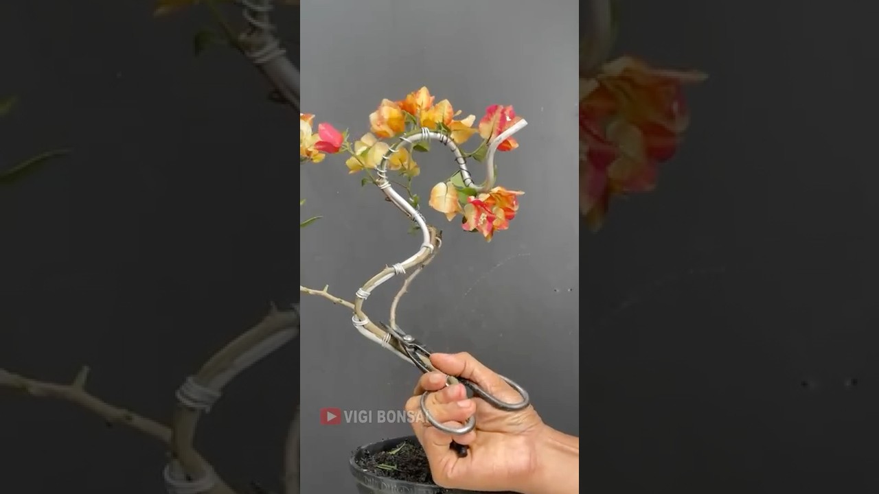 Making Rainbow Bougainvillea Bonsai