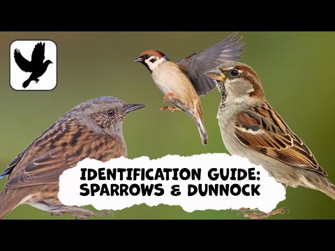 Identifying The Dunnock, House Sparrow, And Tree Sparrow: A Complete Guide