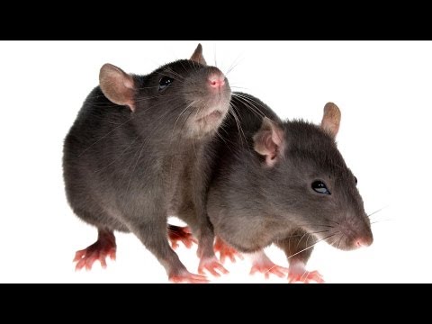 How to Socialize a Rat | Pet Rats