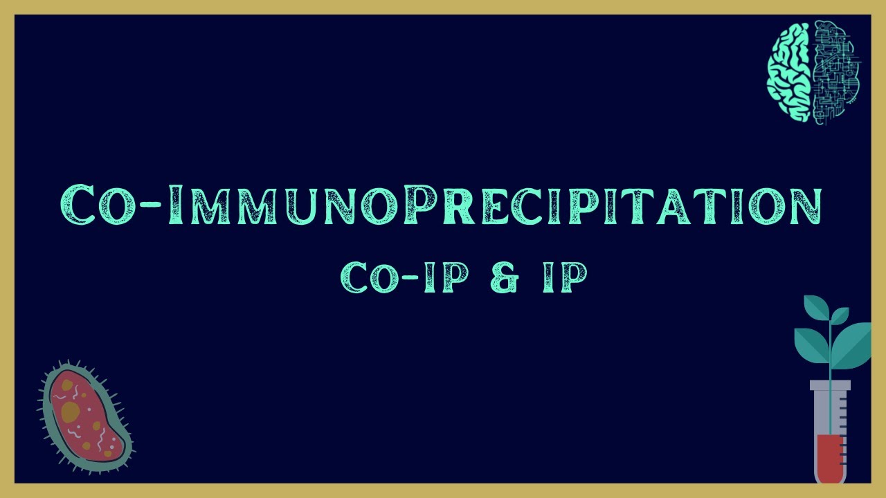 Co-Immunoprecipitation (Co-IP) Assay | Immunoprecipitation (IP) | Simply Explained