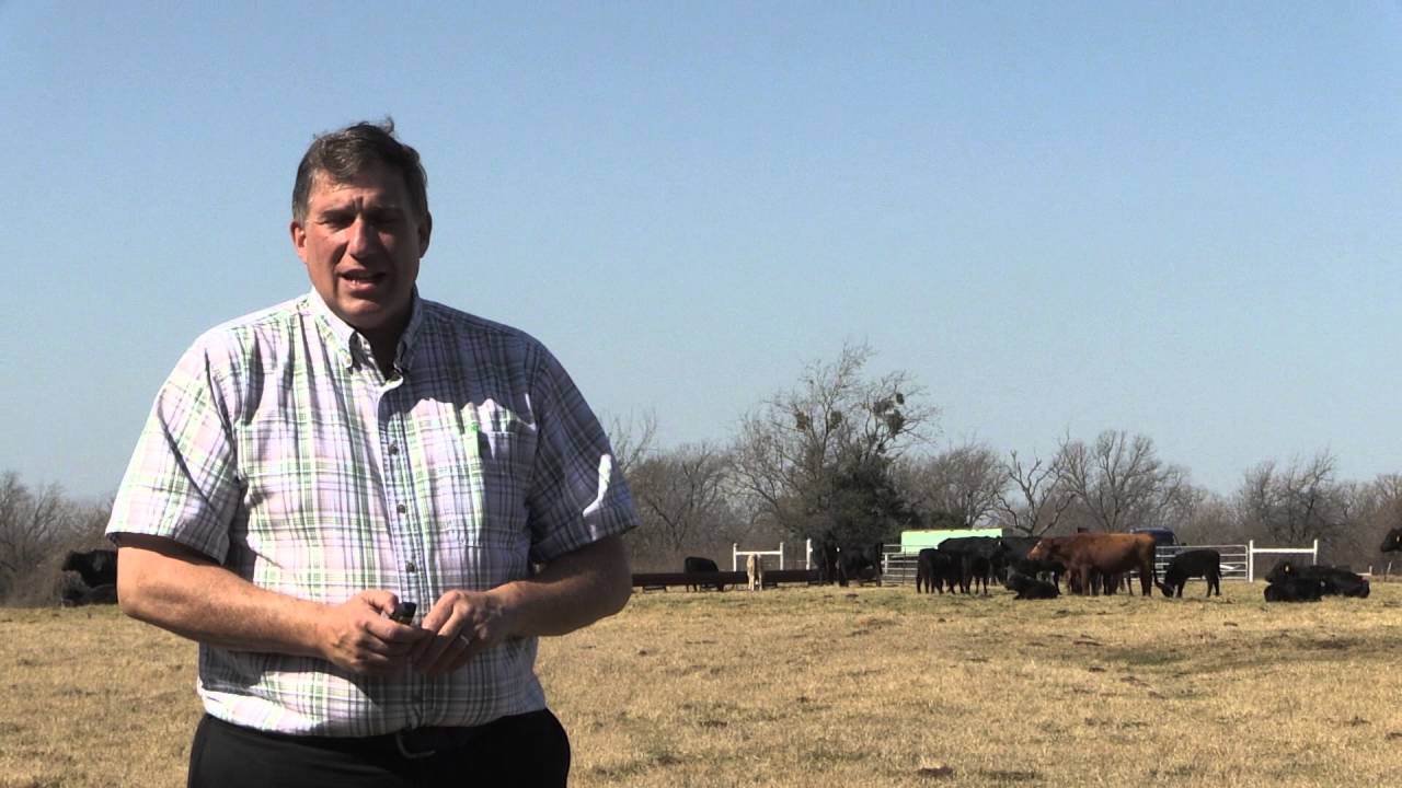 Hale Part 2- Determining Carcass Quality Grade
