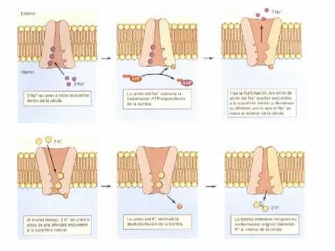 Fisiología Humana 3 - Transporte activo a través de la membrana.