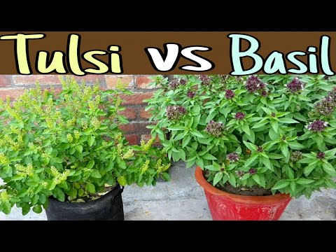 Tulsi plant vs Basil | Difference between tulsi and niazbo | Niazbo plant | Basil plant