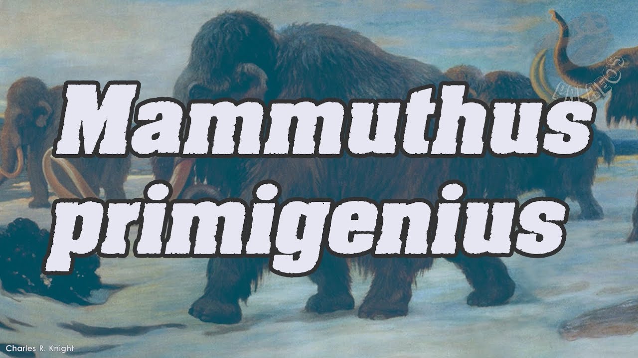 ¿Qué significa y cómo se pronuncia? Mammuthus primigenius