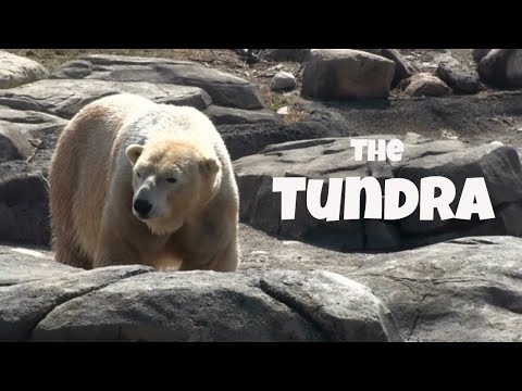 Tundra biome facts