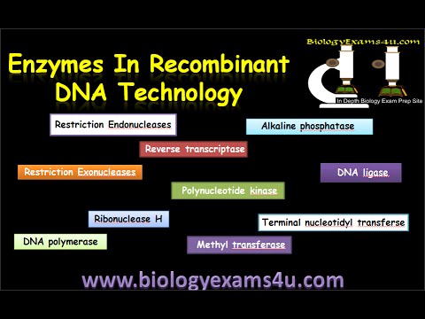 Enzymes used in rDNA Technology or Recombinant DNA Technology