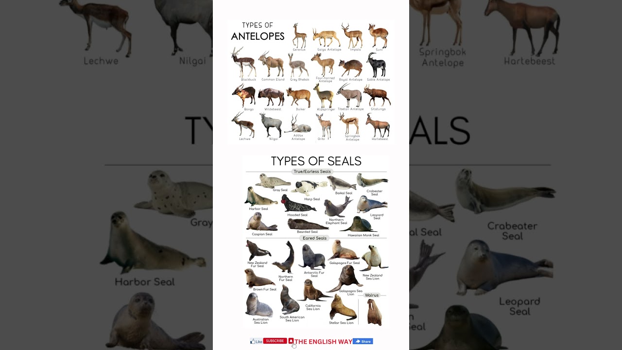 Types of seals #viral #shorts #animal