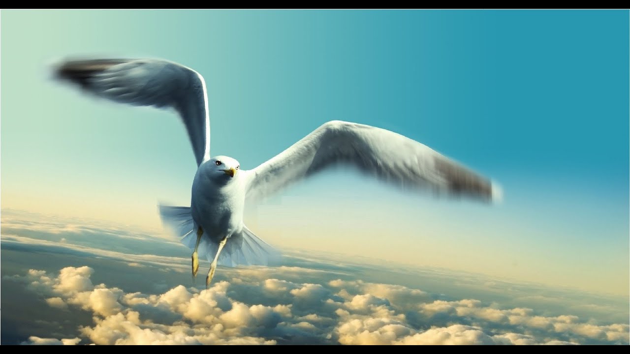 100 Most Beautiful HD Photos of Seagull