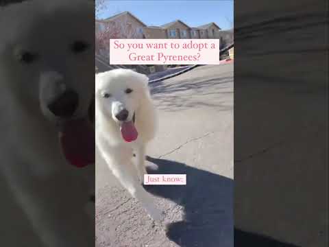 What It’s Like Owning A Great Pyrenees