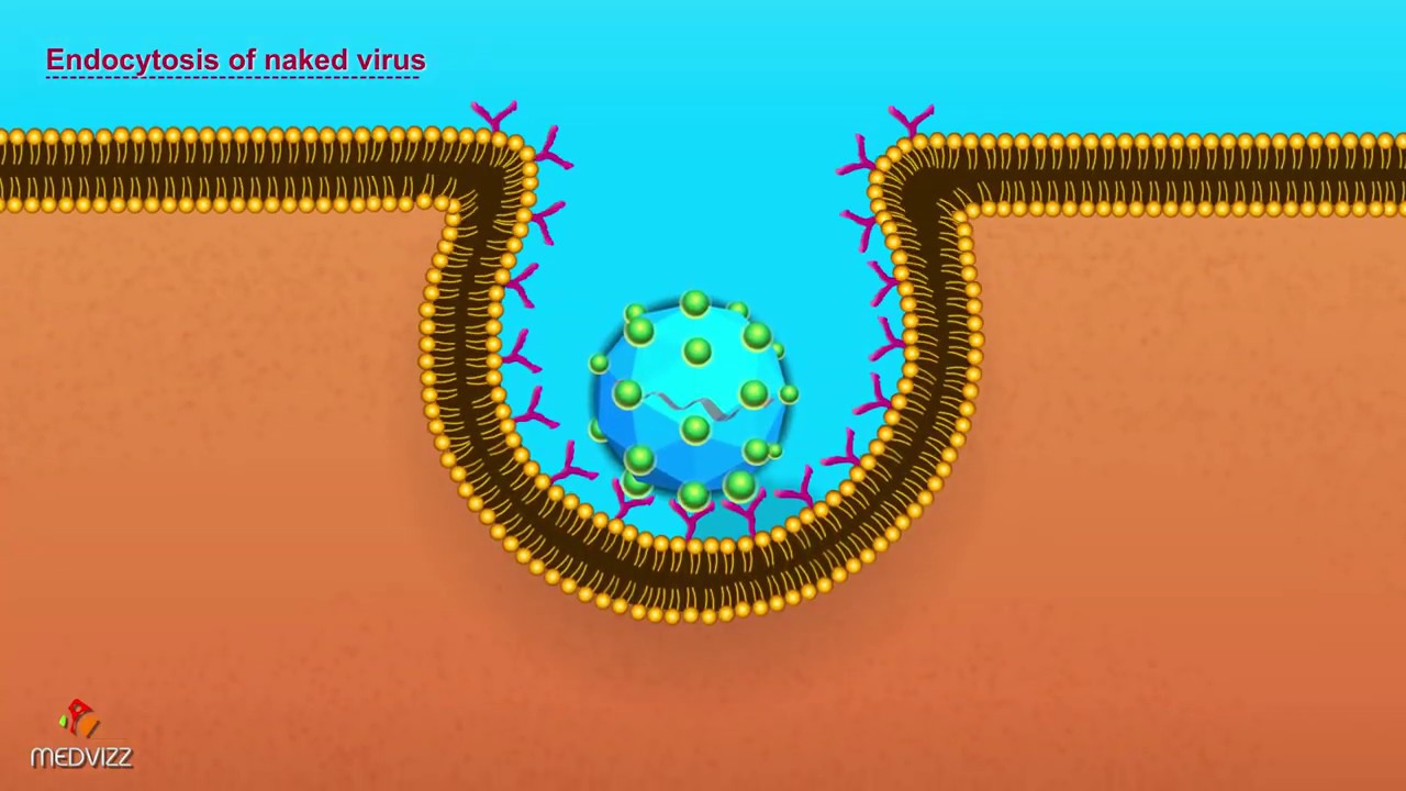 Entry of Virus into Host Cell - Microbiology Animations