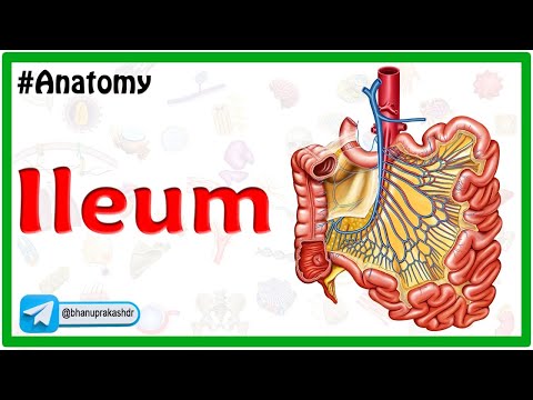 Anatomy of Ileum Animation: Blood supply, Venous drainage, Histology, Innervation, Functions