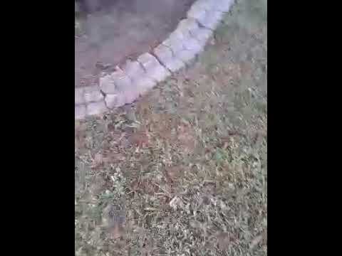 How to find a baby black racer snake in your backyard