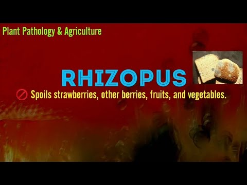 Rhizopus stolonifer | black bread mold | Decomposition agent | Contaminate food