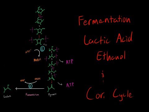 Lactic Acid Fermentation and The Cori Cycle Biochemistry MCAT