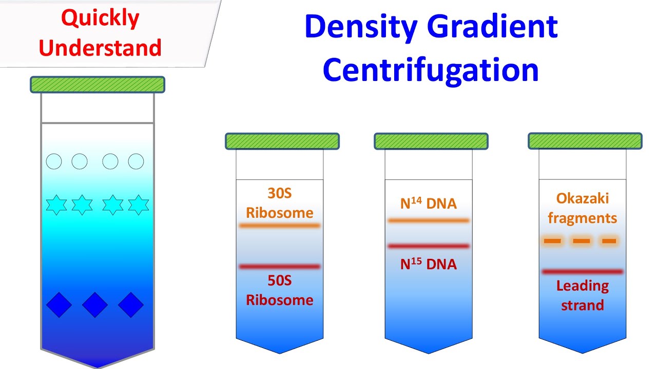 Understanding Density Gradient Centrifugation A Key Technique In Biochemistry Galaxy Ai