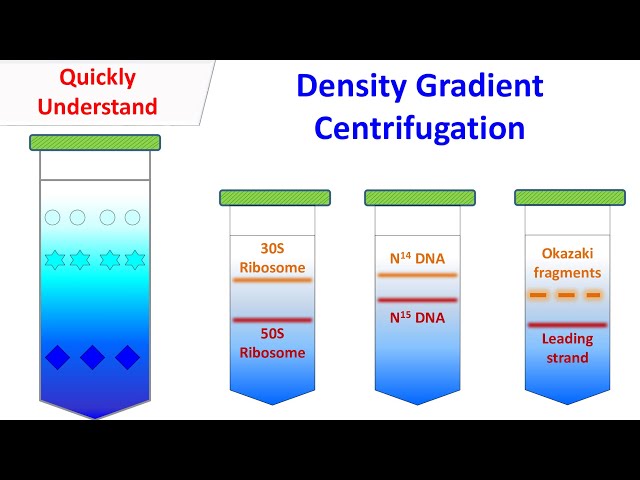 Understanding Density Gradient Centrifugation: A Key Technique in ...