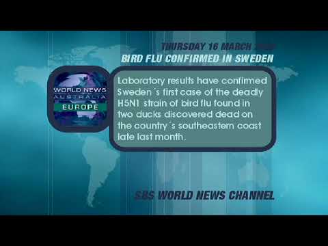 SBS World News Filler- 16.3.2006