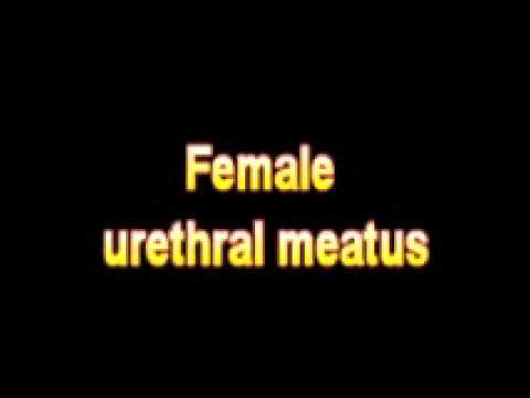 What Is The Definition Of Female urethral meatus - Medical Dictionary Free Online