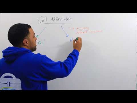 Cell Biology - Cell Differentiation (TuitionKit)