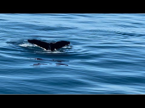 Whale Watching.