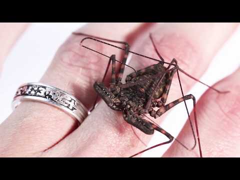 Tailless whip scorpion - Dr Zoidberg - Day 5 || A BugMan's Life
