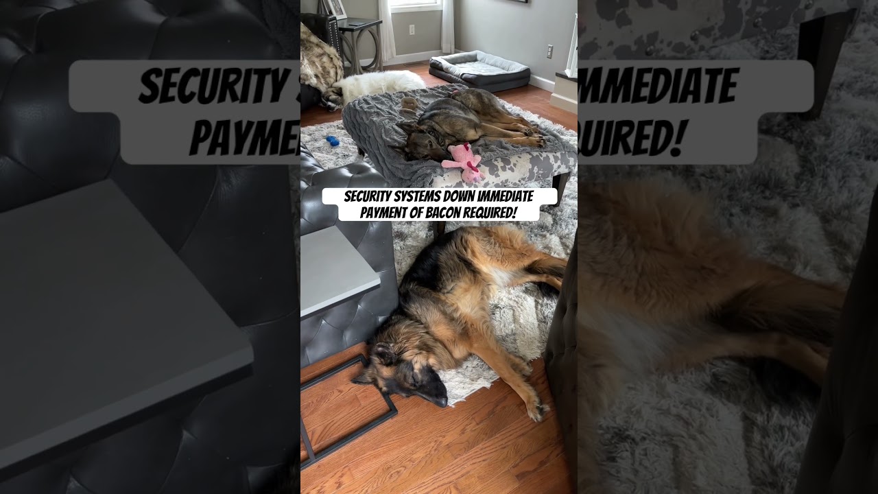 Security Systems DOWN! #funny #floofinators #sadiethesableshepherd
