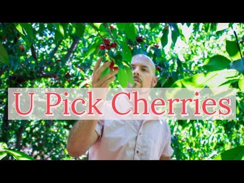 U Pick Cherries | Villa Del Sol Sweet Cherry Farm