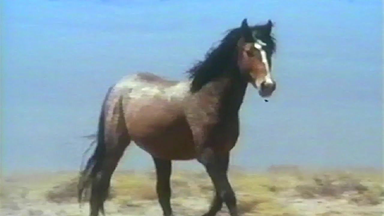 hornse ♫