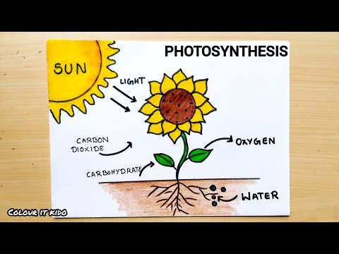 Photosynthesis Diagram Drawing | How to Draw Photosynthesis process of plant diagram Drawing